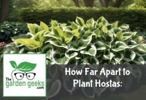 🌸How Far Apart to Plant Hostas: (The Definitive Guide)